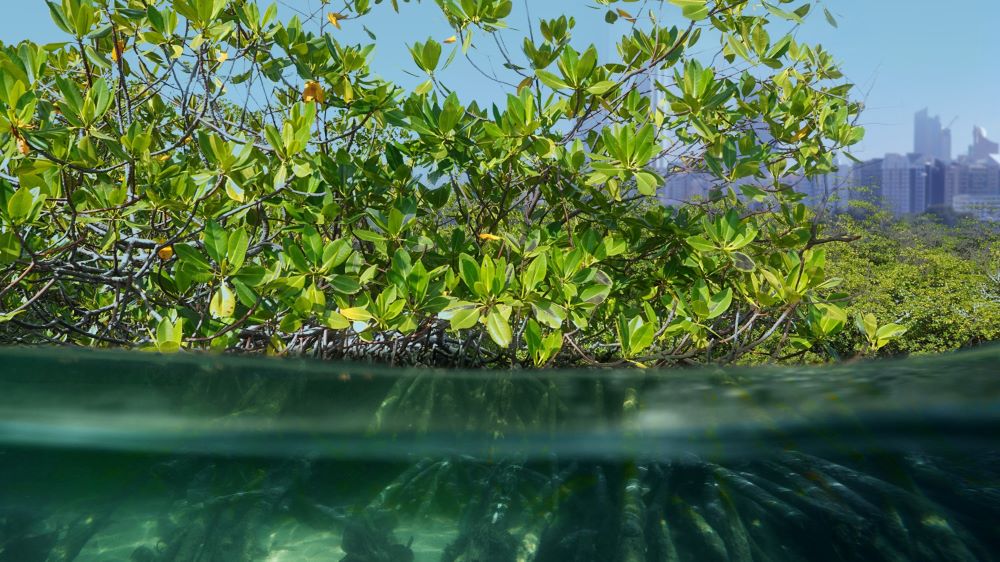 The Mangrove Alliance The Mangrove Alliance