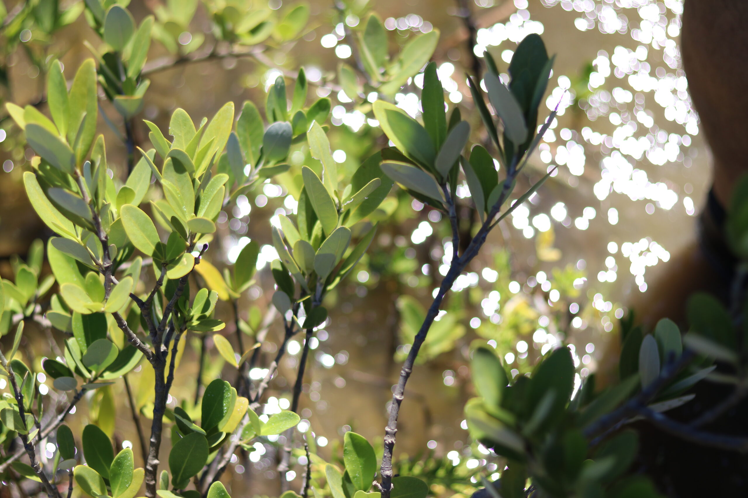 The Mangrove Alliance
