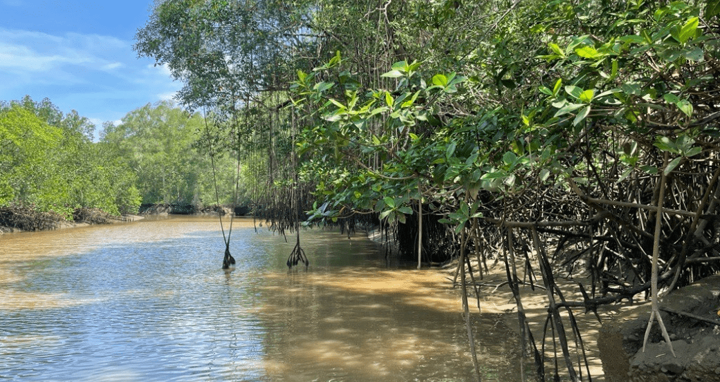 The Mangrove Alliance The Mangrove Alliance